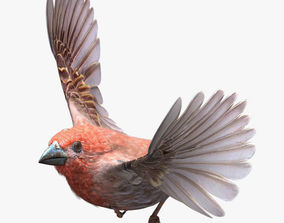 Finch 3D Models | CGTrader