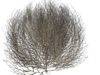 3D model Tumbleweed LOW VR / AR / low-poly | CGTrader