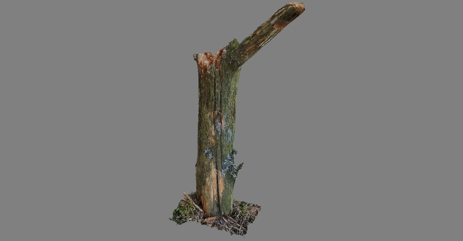Stick - photogrammetry free 3D model | CGTrader