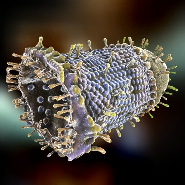 rabies virus 3D Models - CGTrader.com