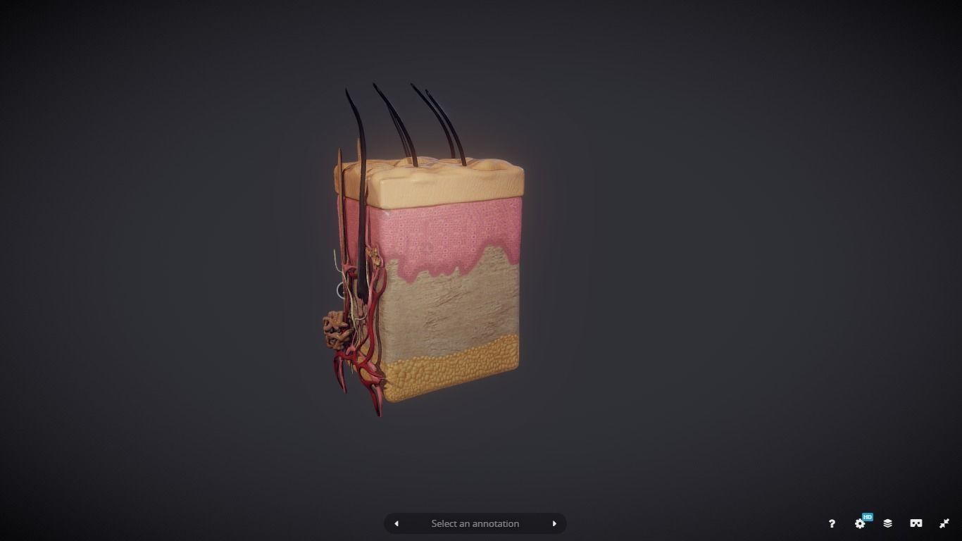 3D model Human Skin Integumentary system VR / AR / low-poly | CGTrader
