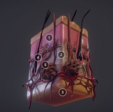 3D model Human Skin Integumentary system VR / AR / low-poly | CGTrader