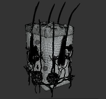 3D model Human Skin Integumentary system VR / AR / low-poly | CGTrader