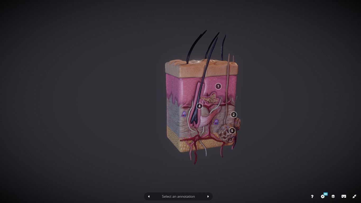 3D model Human Skin Integumentary system VR / AR / low-poly | CGTrader