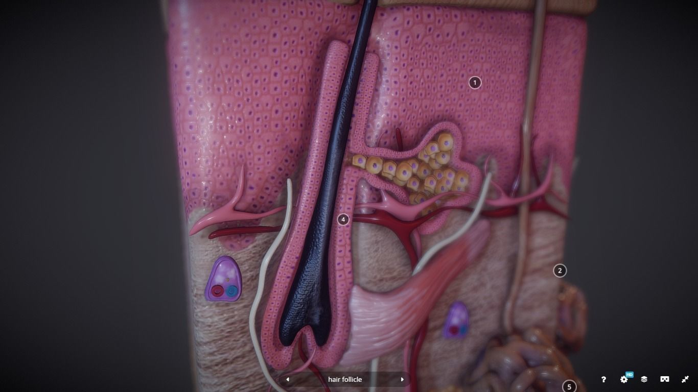 3D model Human Skin Integumentary system VR / AR / low-poly | CGTrader