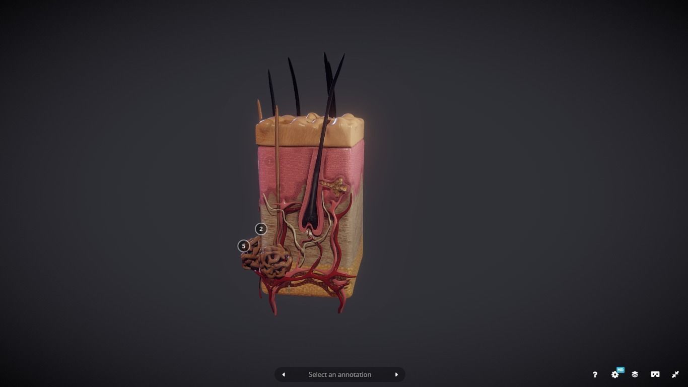 3D model Human Skin Integumentary system VR / AR / low-poly | CGTrader