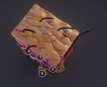 3D model Human Skin Integumentary system VR / AR / low-poly | CGTrader