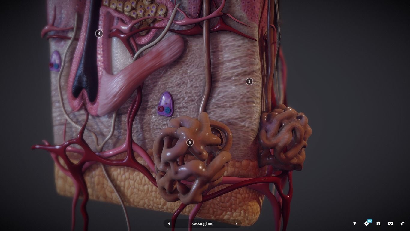 3D model Human Skin Integumentary system VR / AR / low-poly | CGTrader