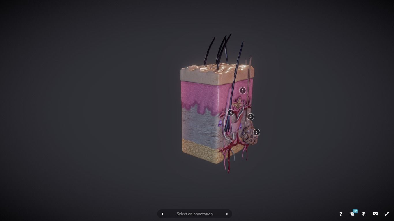 3D model Human Skin Integumentary system VR / AR / low-poly | CGTrader