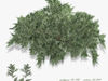 Juniper 3D model | CGTrader