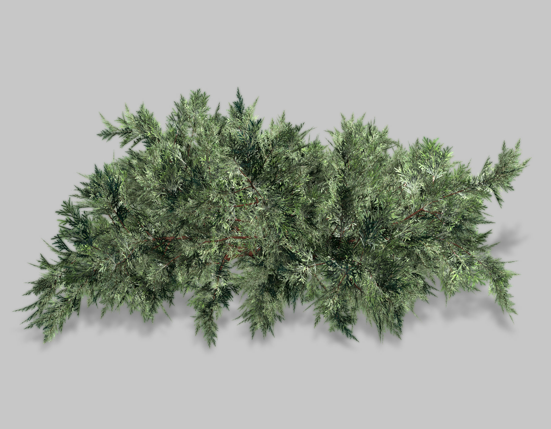 Juniper 3D model | CGTrader