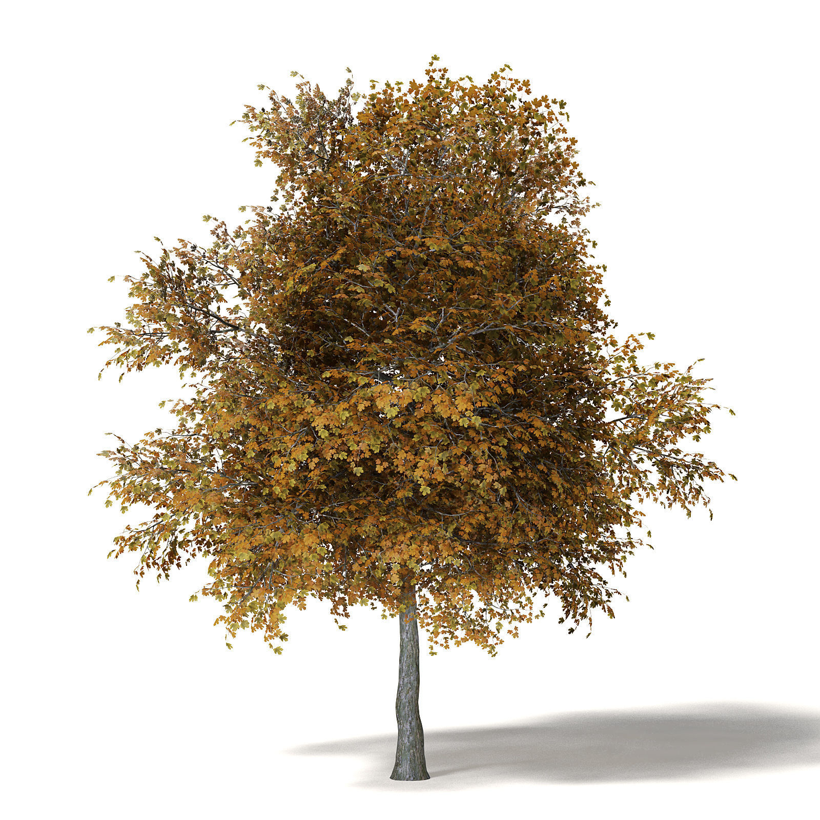 Field Maple 3D Model 6m 3D model | CGTrader