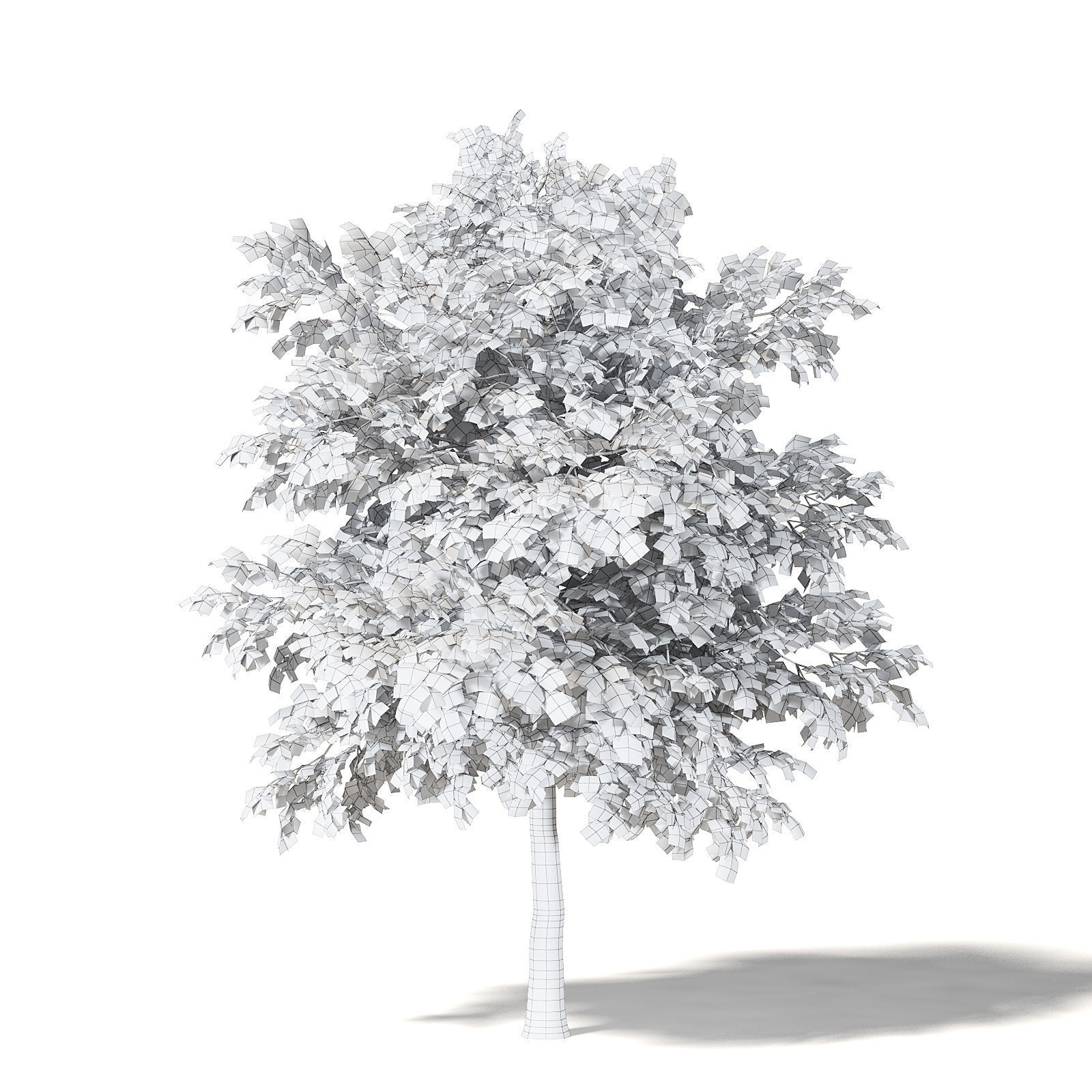 Field Maple 3D Model 5m 3D model | CGTrader