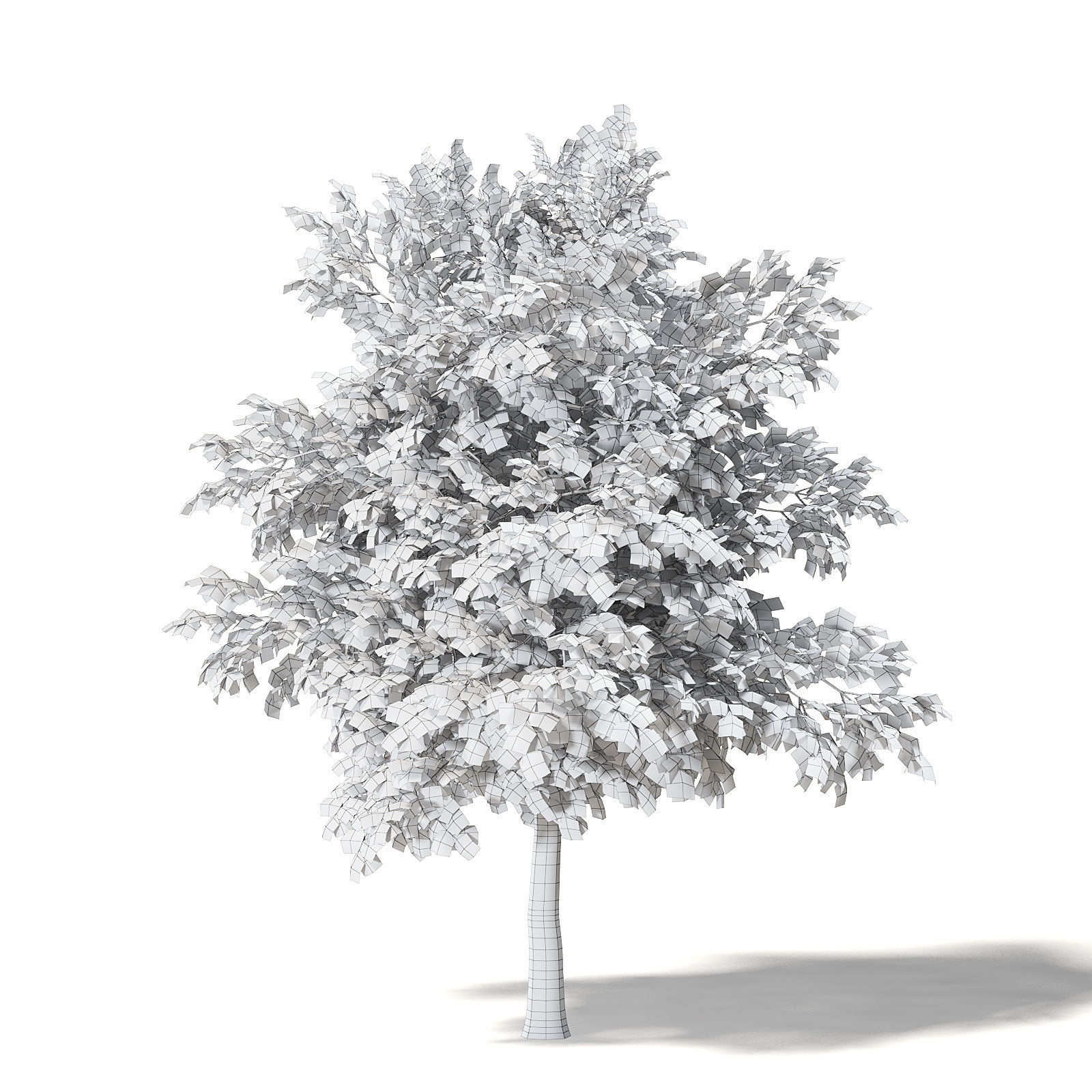 Field Maple 3D Model 5m 3D model | CGTrader