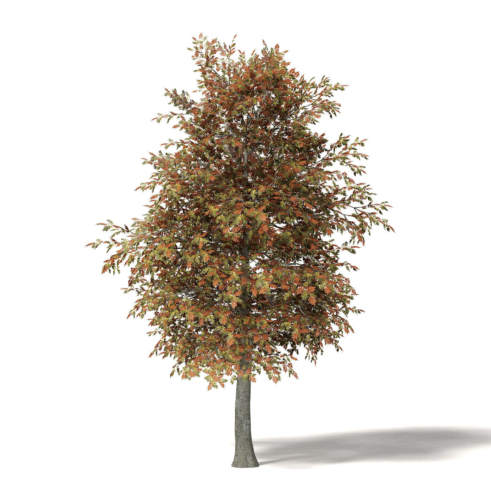 Mountain Ash 3D Model 6m 3D model | CGTrader