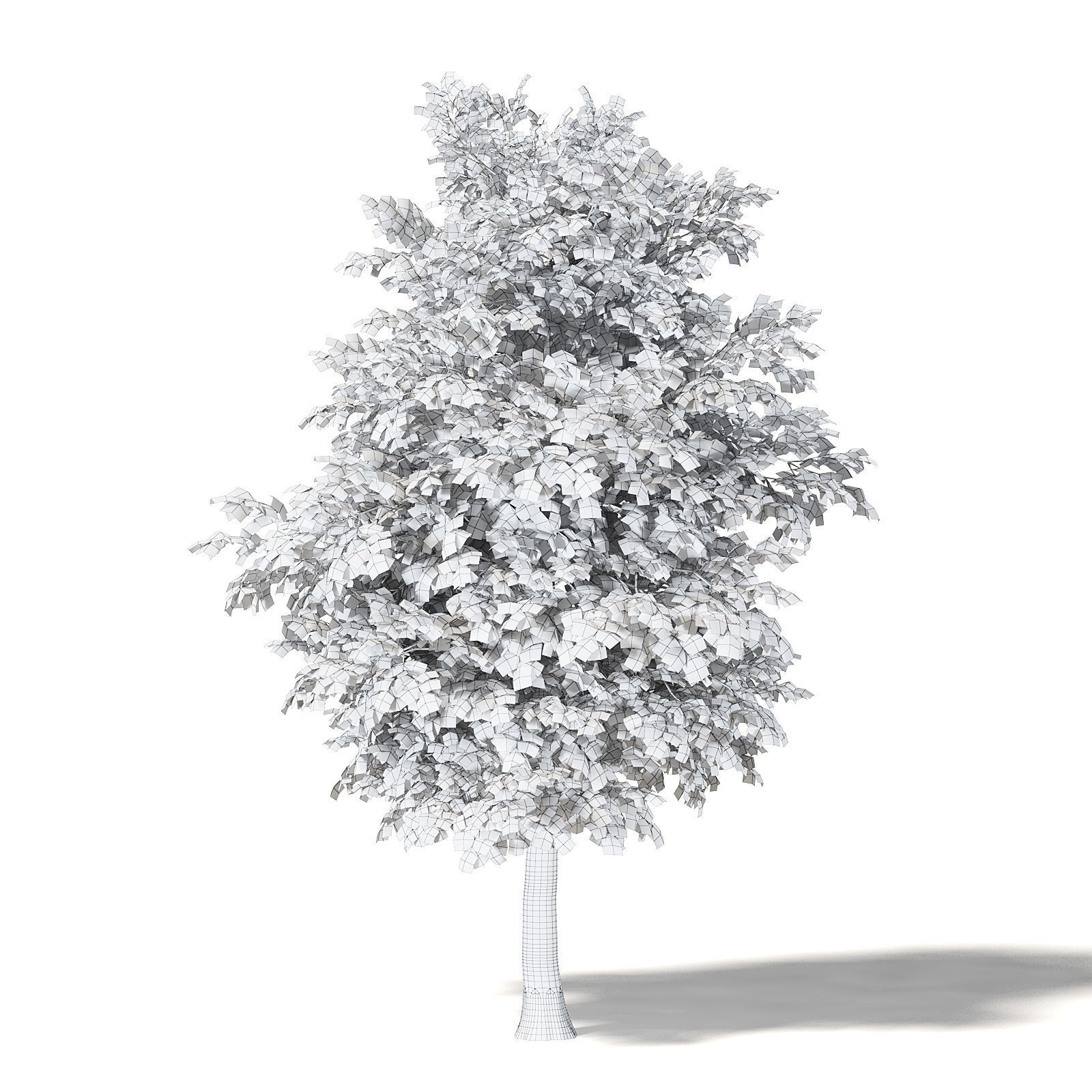 Mountain Ash 3D Model 6m 3D model | CGTrader