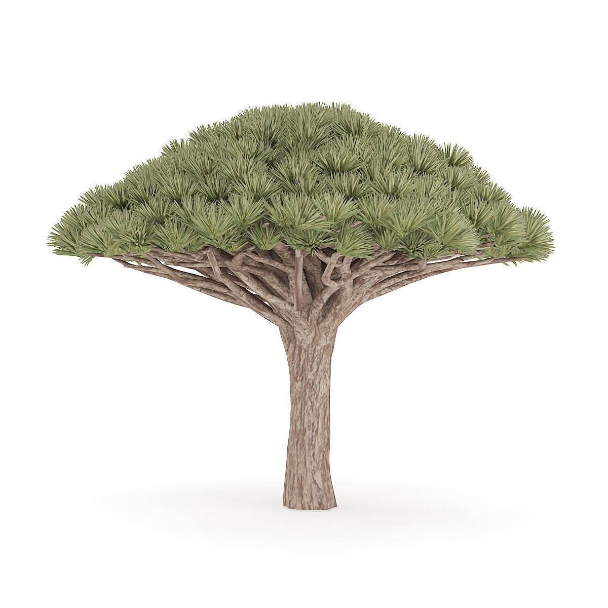 Dracaena Dragon Tree 3D model animated | CGTrader