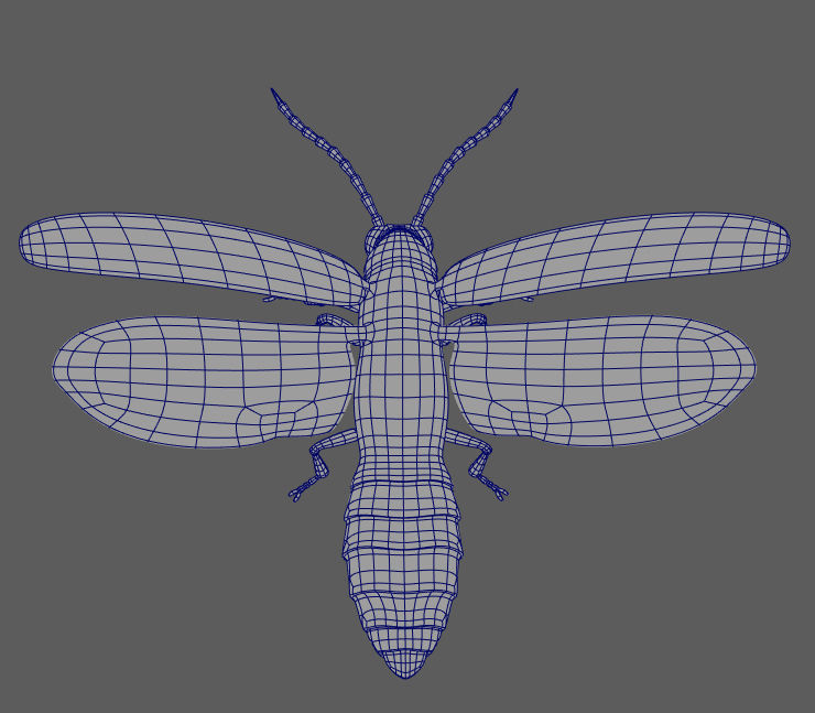 Firefly beetle 3D model | CGTrader