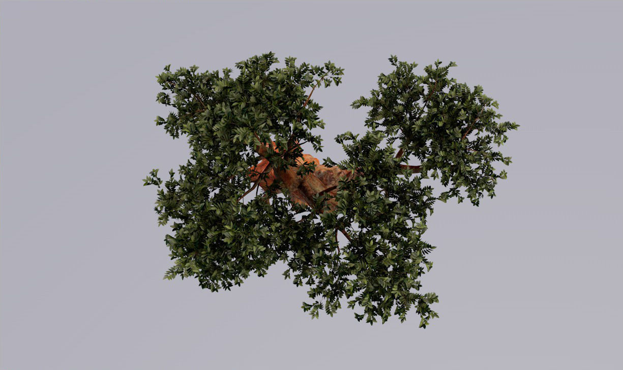 3D model Syzygium gratum tree VR / AR / low-poly | CGTrader