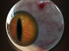 Procedural Eye Generator - Substance Designer free VR / AR / low-poly ...