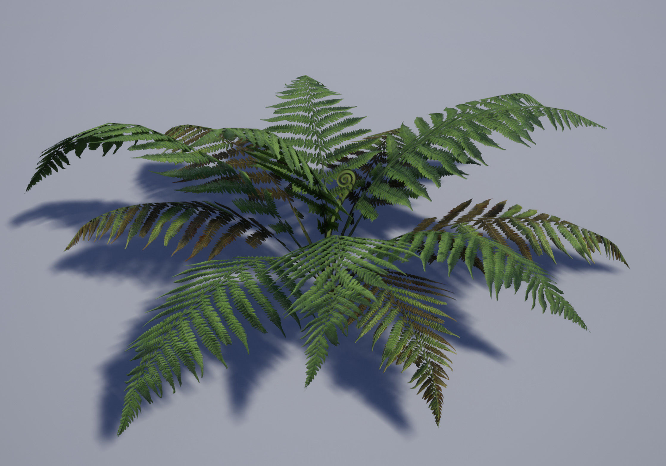 3D model Realistic Tropical Fern VR / AR / low-poly | CGTrader