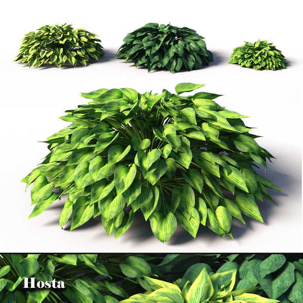 Hosta three plants 3D model | CGTrader