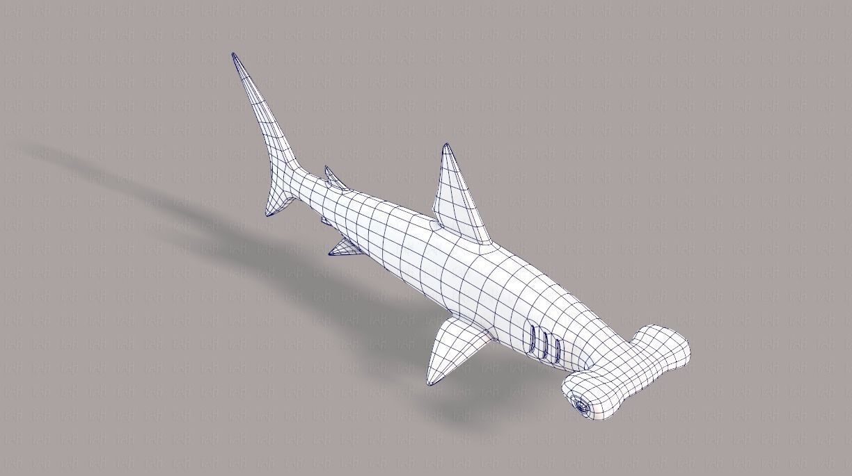 3D model Shark V02 VR / AR / low-poly | CGTrader