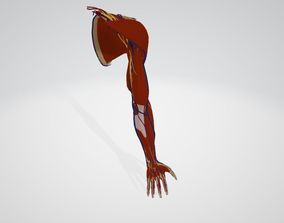Animated Human arm 3D Models | CGTrader