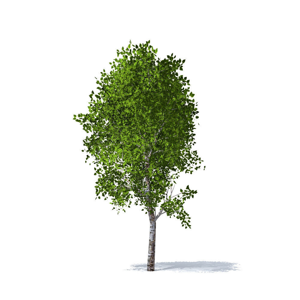 Birch tree 3D model | CGTrader