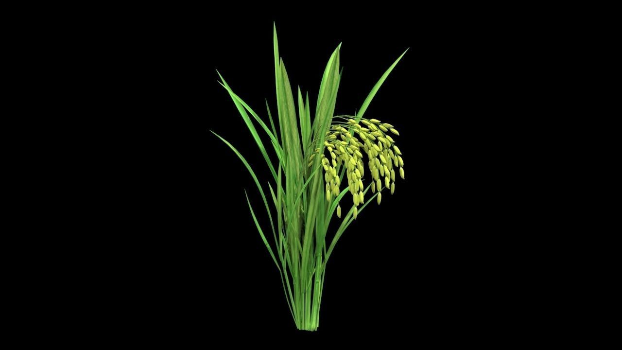 PADDY RICE PLANTS 3D MODEL Low-poly 3D model game-ready