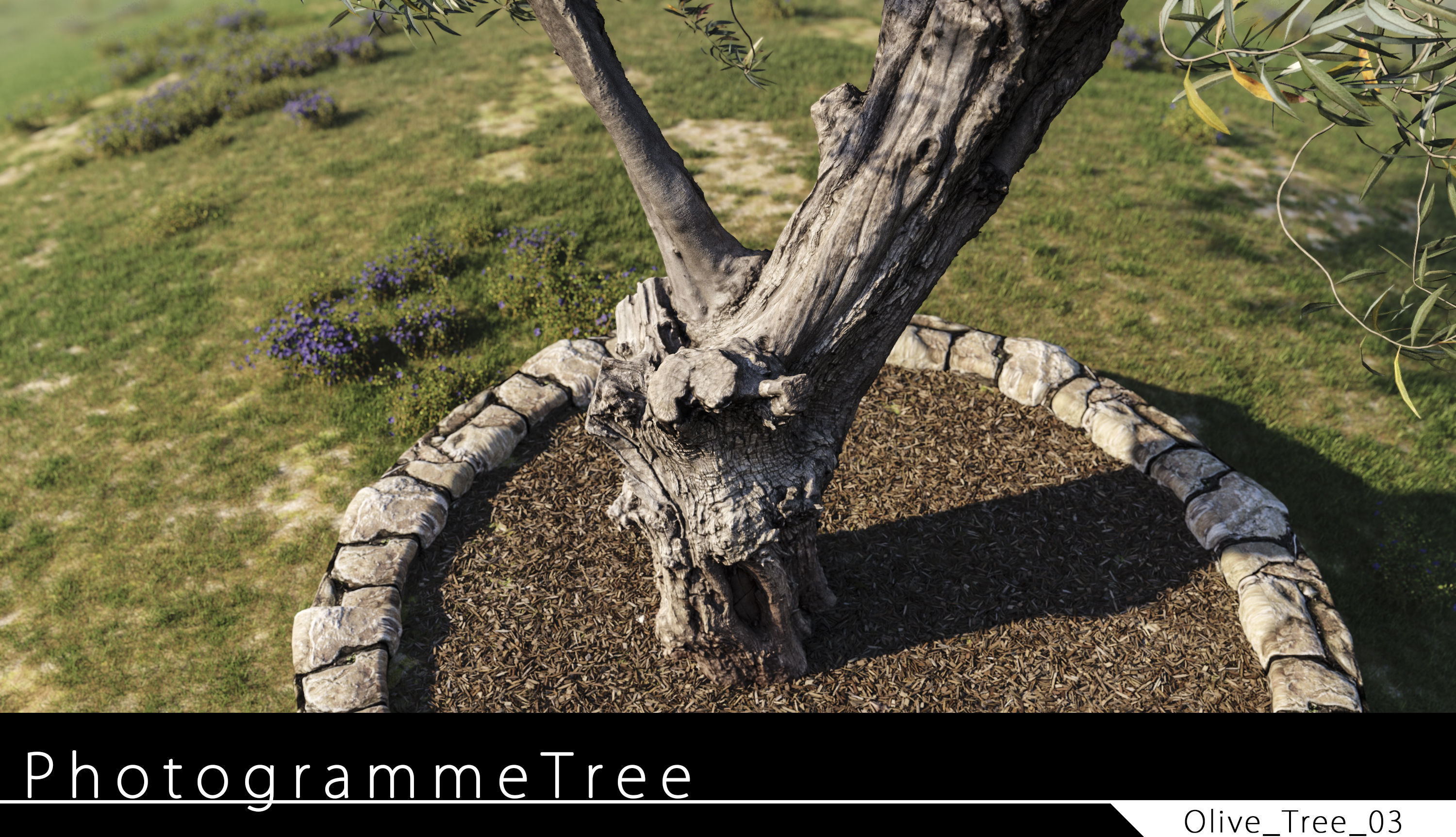 Olive Tree X 5 Pack 3D model | CGTrader