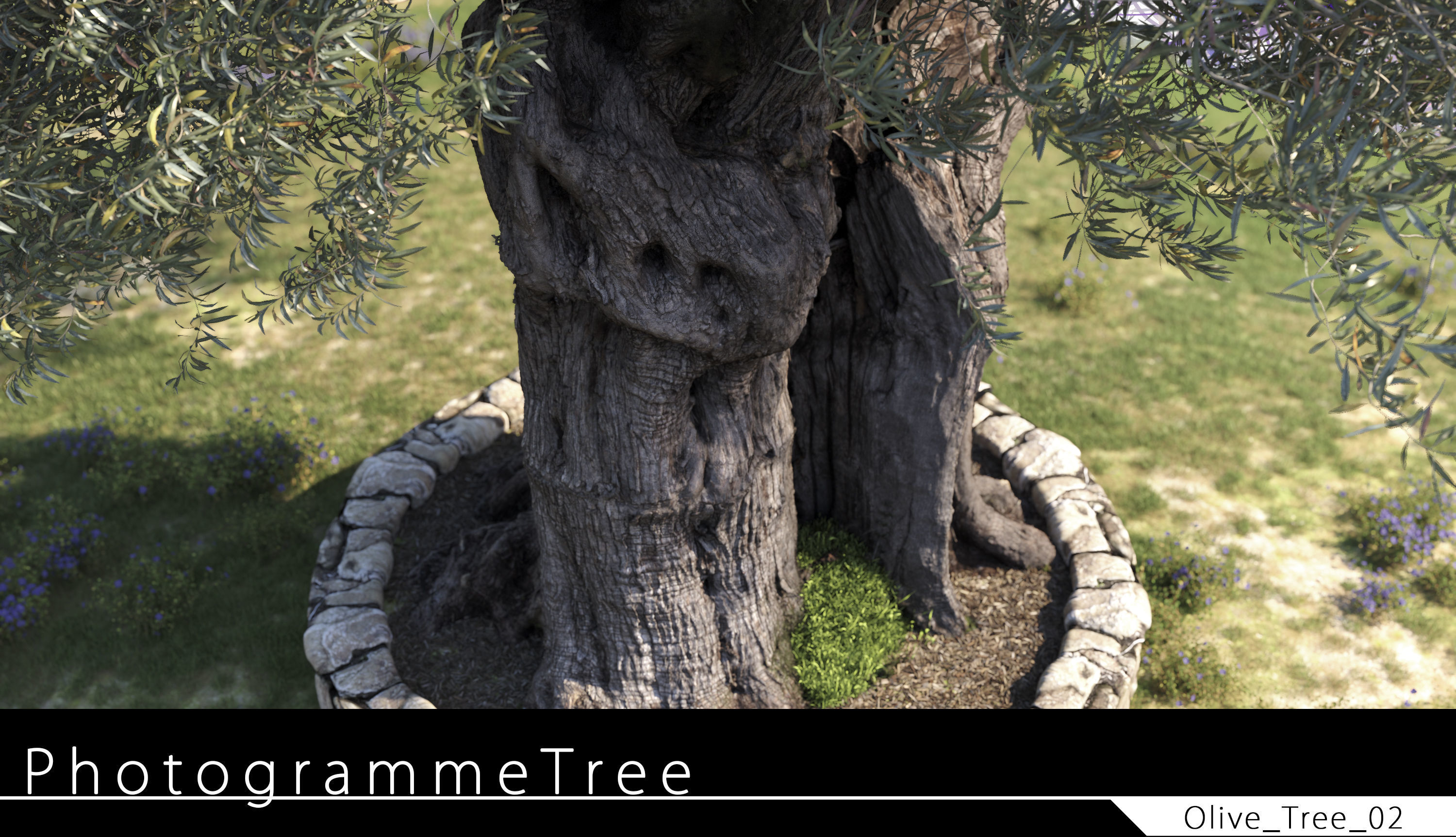 Olive Tree X 5 Pack 3D model | CGTrader