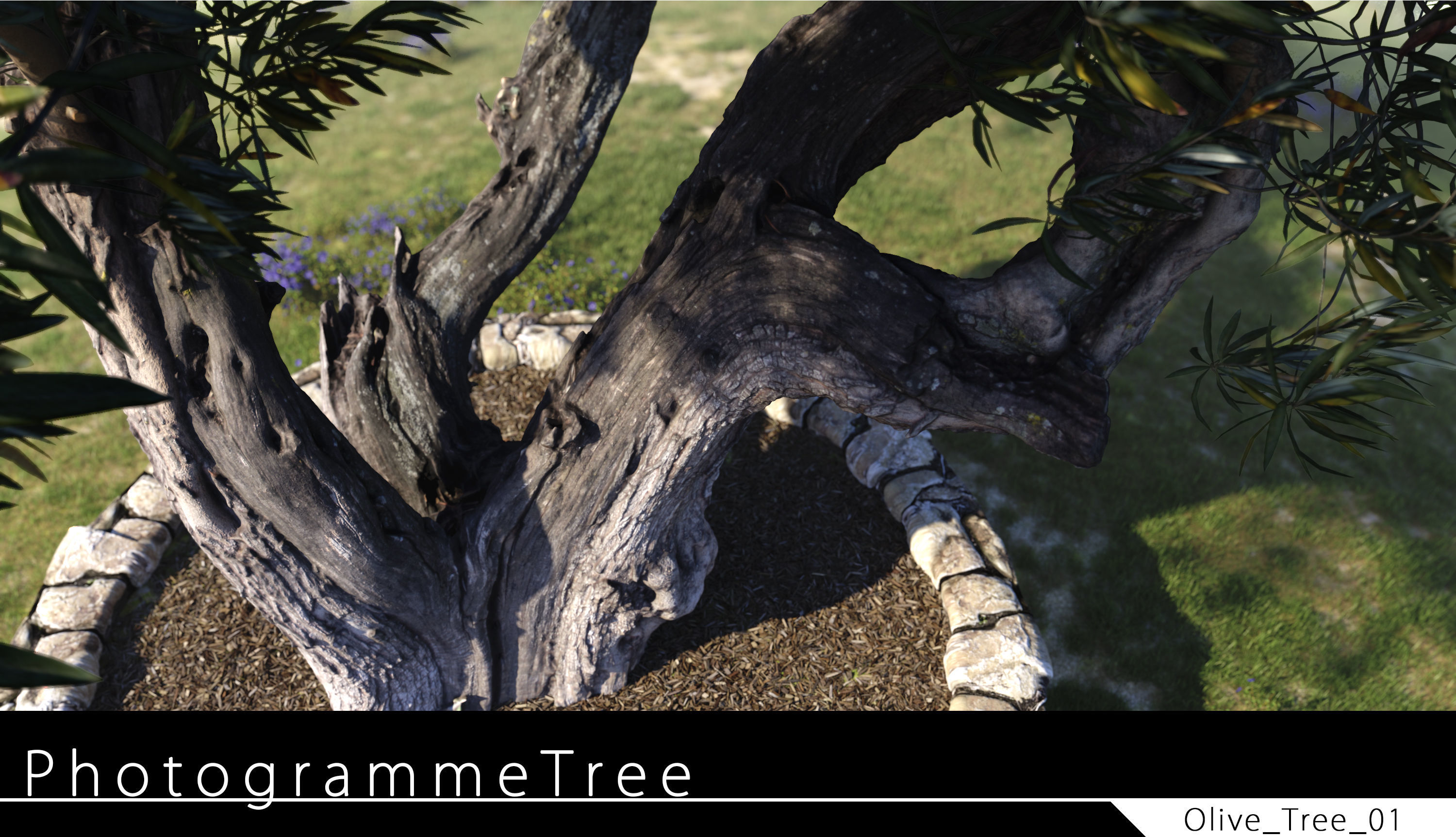 Olive Tree X 5 Pack 3D model | CGTrader