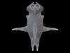 Asset - Cartoons - Animal - Shark 02 - Rig 3D model rigged | CGTrader