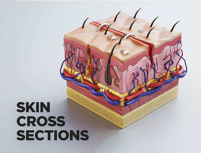 Skin cross sections-damaged skin-cut skin- with 4K textures 3D model ...