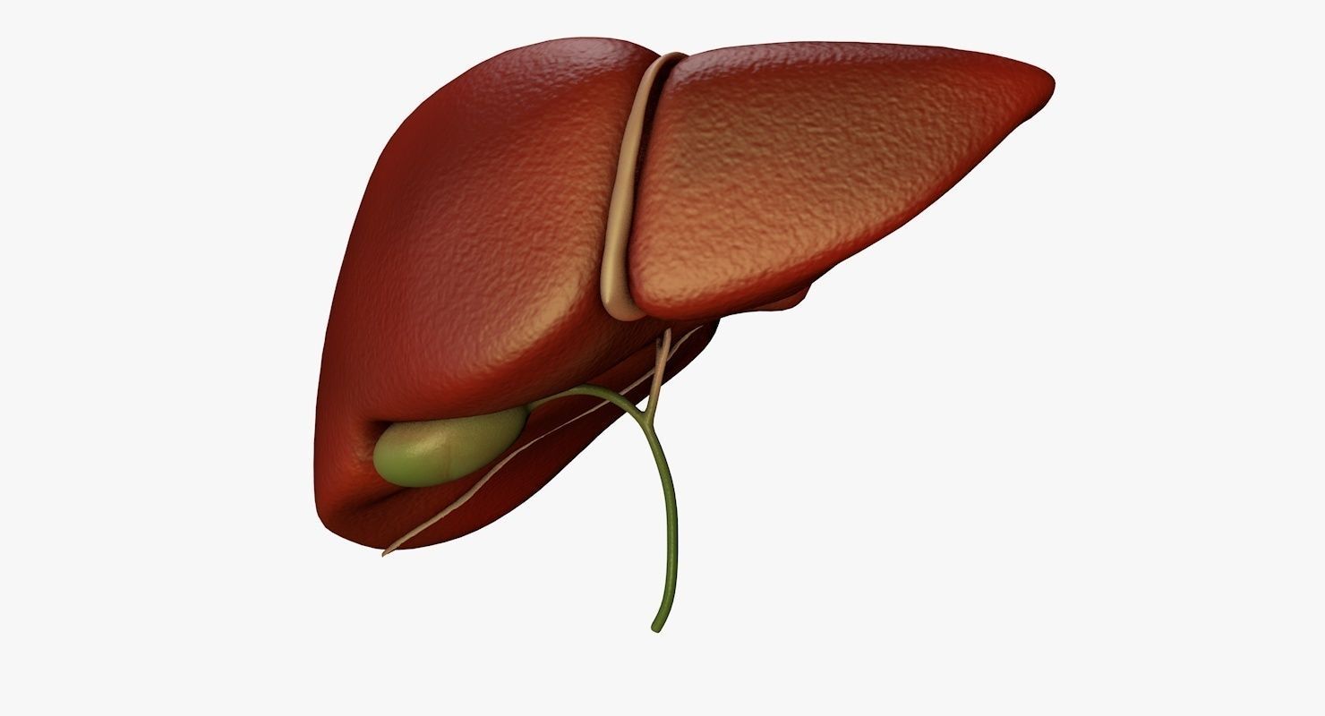 Liver and Bile Duct - Medically Accurate H... 3D Model 3D printable ...