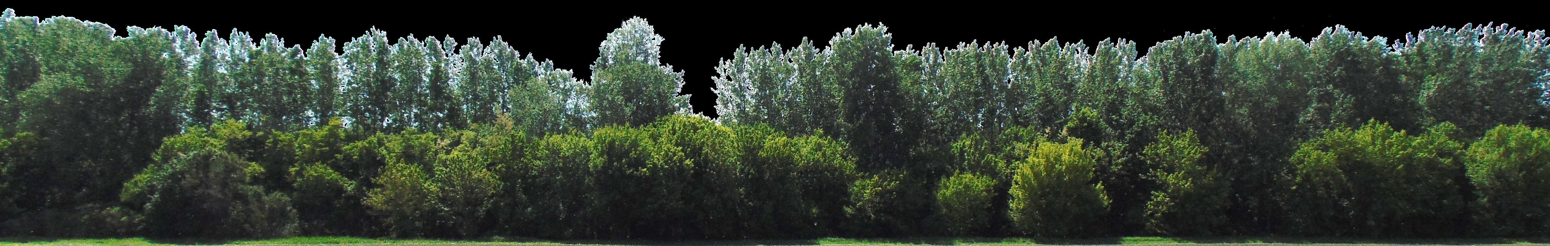 Backdrop treeline with alpha channel free Texture | CGTrader