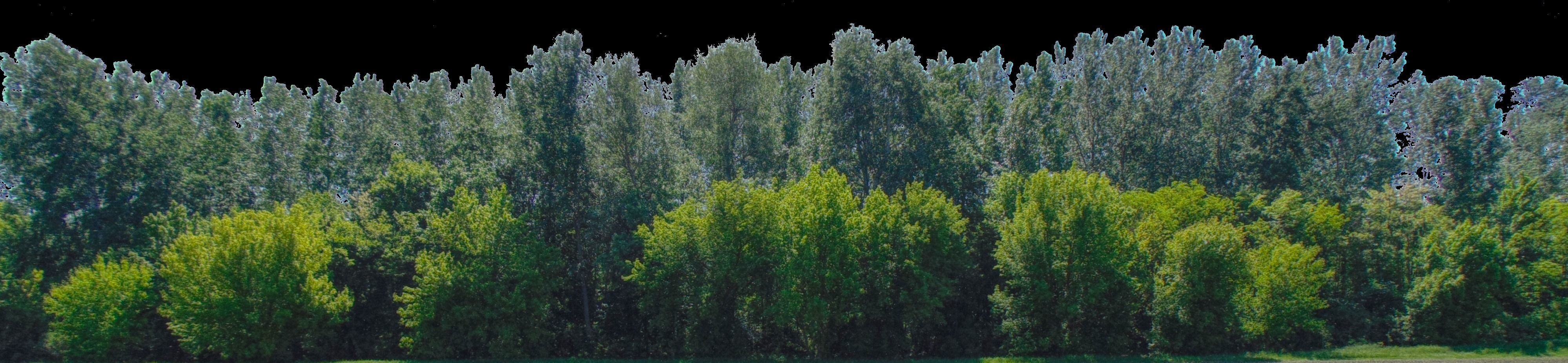 Backdrop treeline with alpha channel free Texture | CGTrader