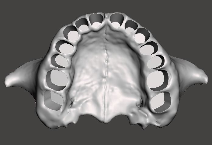 Human maxillary jaw with typodont 3D model 3D printable | CGTrader