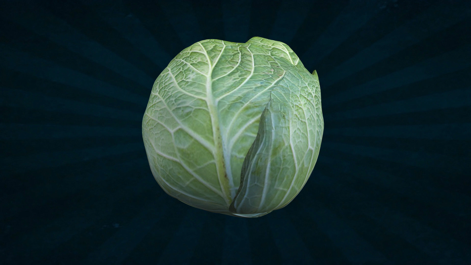 VEGE-001 Cabbage 3D model | CGTrader