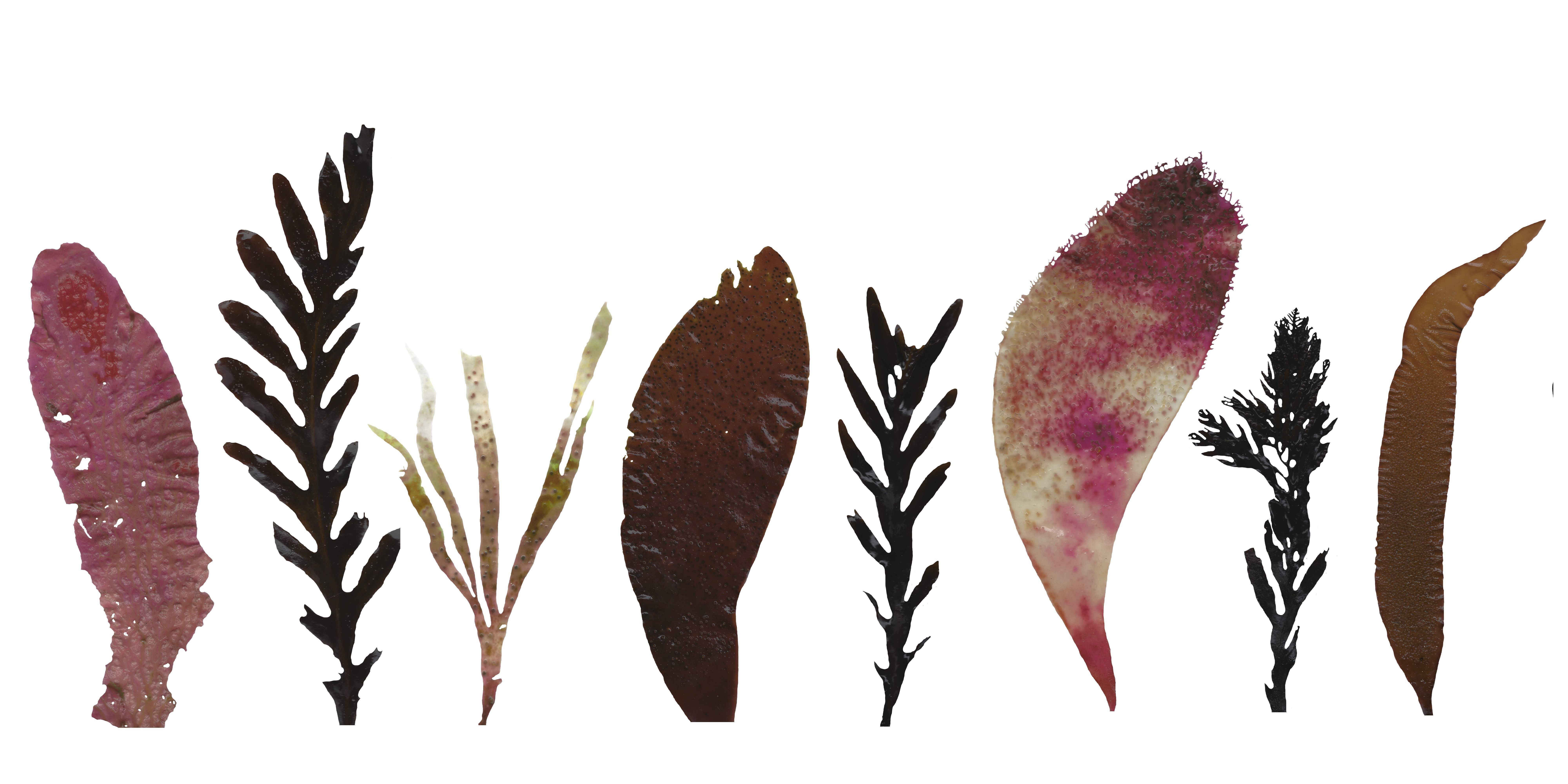 Red and Brown Algae Scanned Texture Pack - 37 Textures free Texture ...
