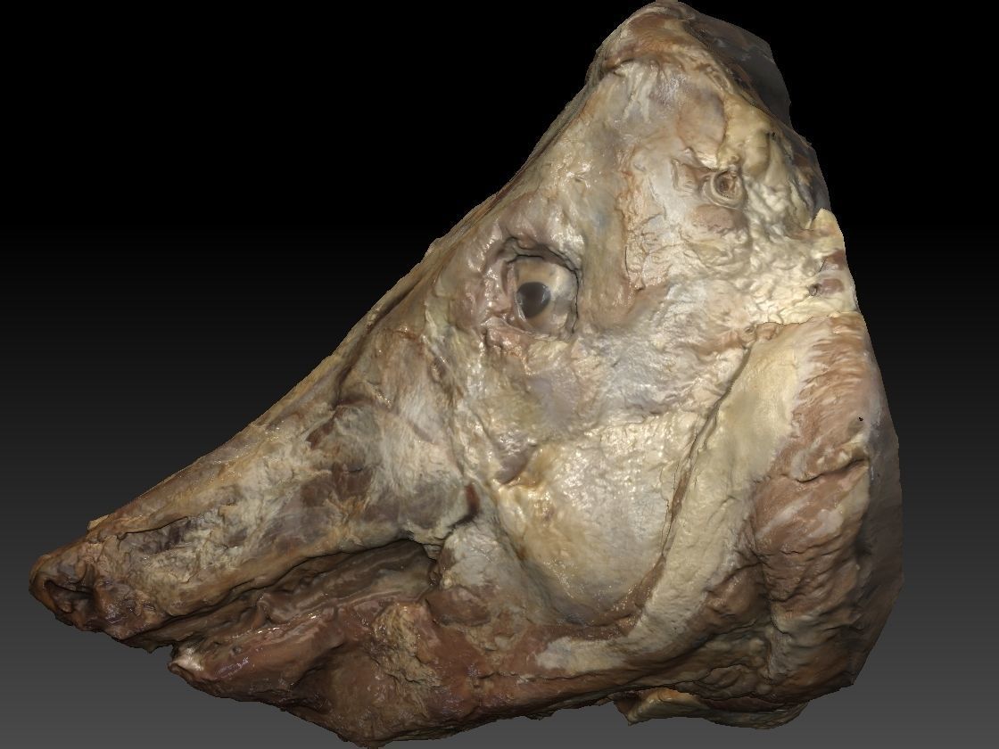 Skinned Pigs Head High Detail Scan With Texture 3D model 3D model ...
