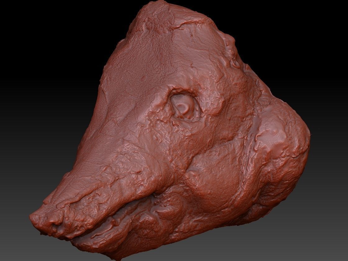 Skinned Pigs Head High Detail Scan With Texture 3D model 3D model ...