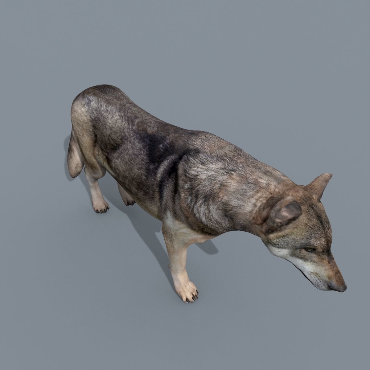 3D model My Wolf - 3d animated wolf model VR / AR / low-poly rigged ...