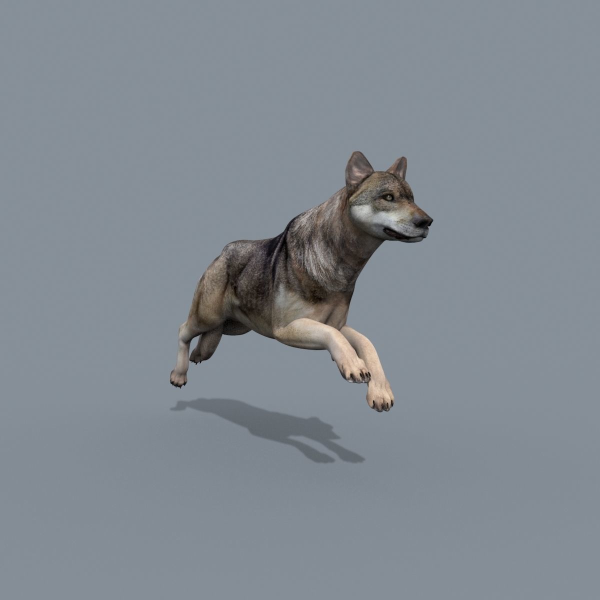 3D model My Wolf - 3d animated wolf model VR / AR / low-poly rigged ...