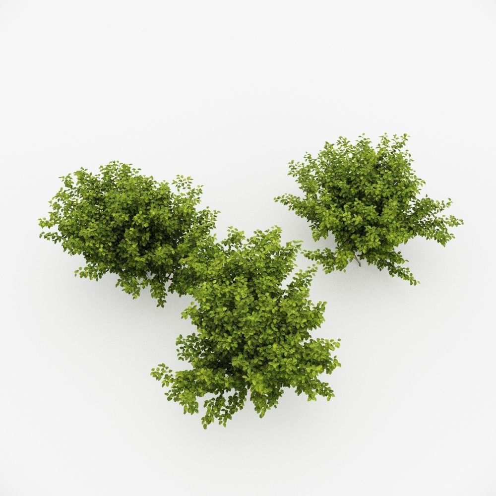Alnus Viridis 3D model | CGTrader
