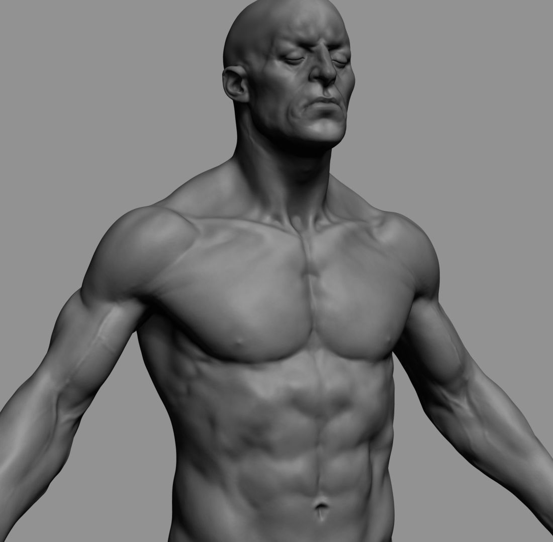 Male Anatomy Male Anatomy Muscular System 3d Model CGStudio Male