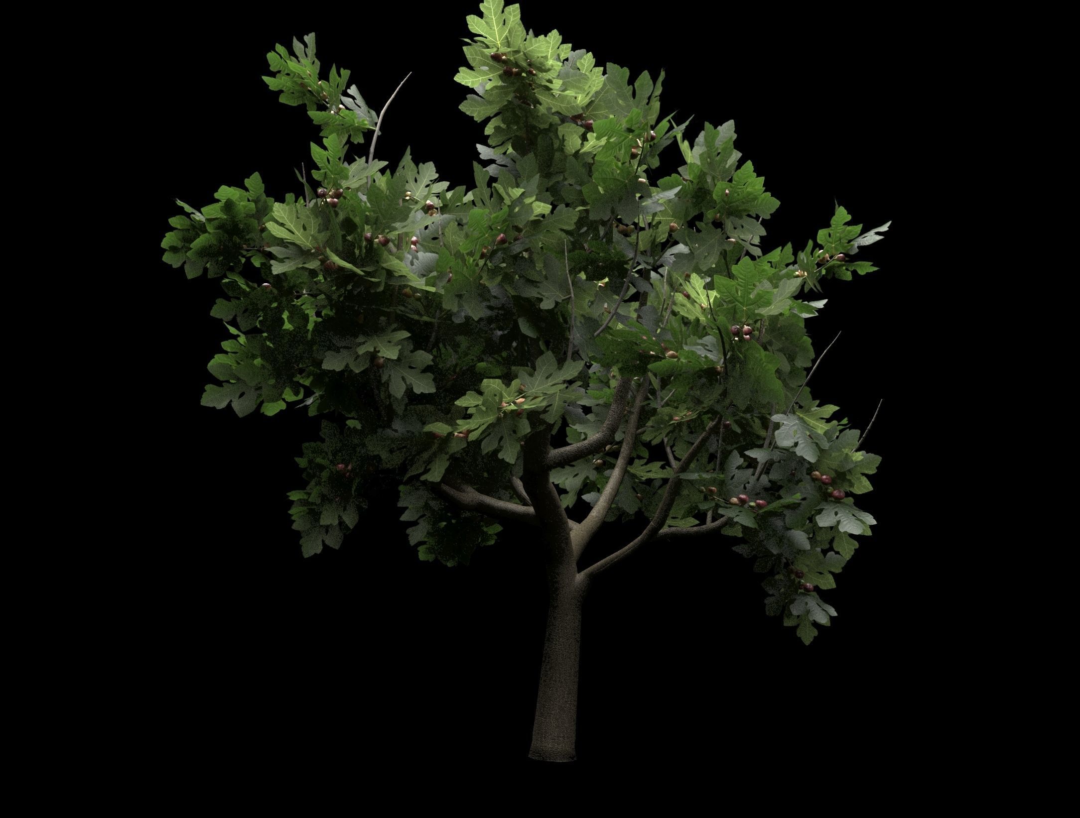 Fig tree fruit 3D model | CGTrader