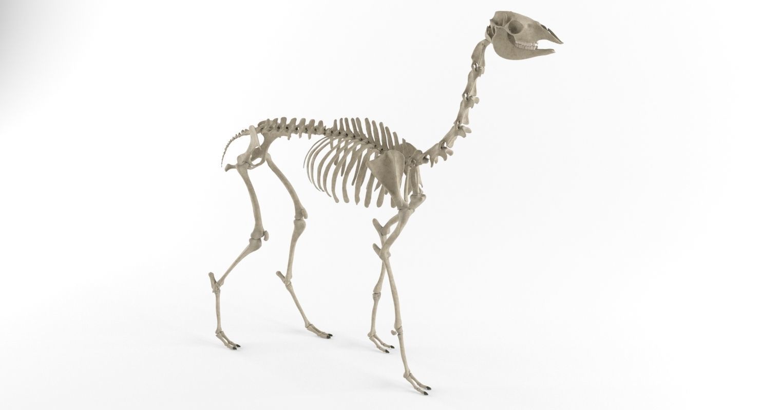 Llama skeleton 3D | CGTrader