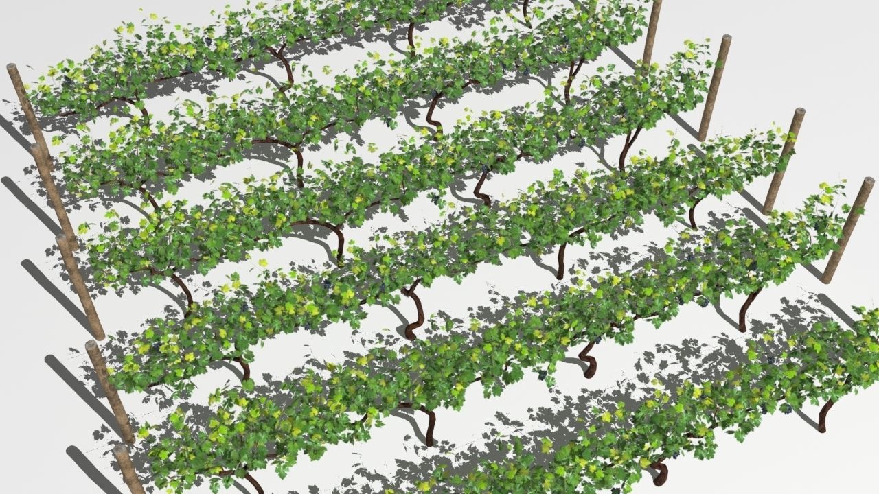 3D model Vineyard vines growing on fence VR / AR / low-poly | CGTrader
